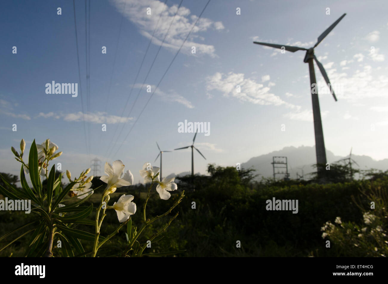 Jasmine flowers grow between wind turbines and electricity pylons Stock ...