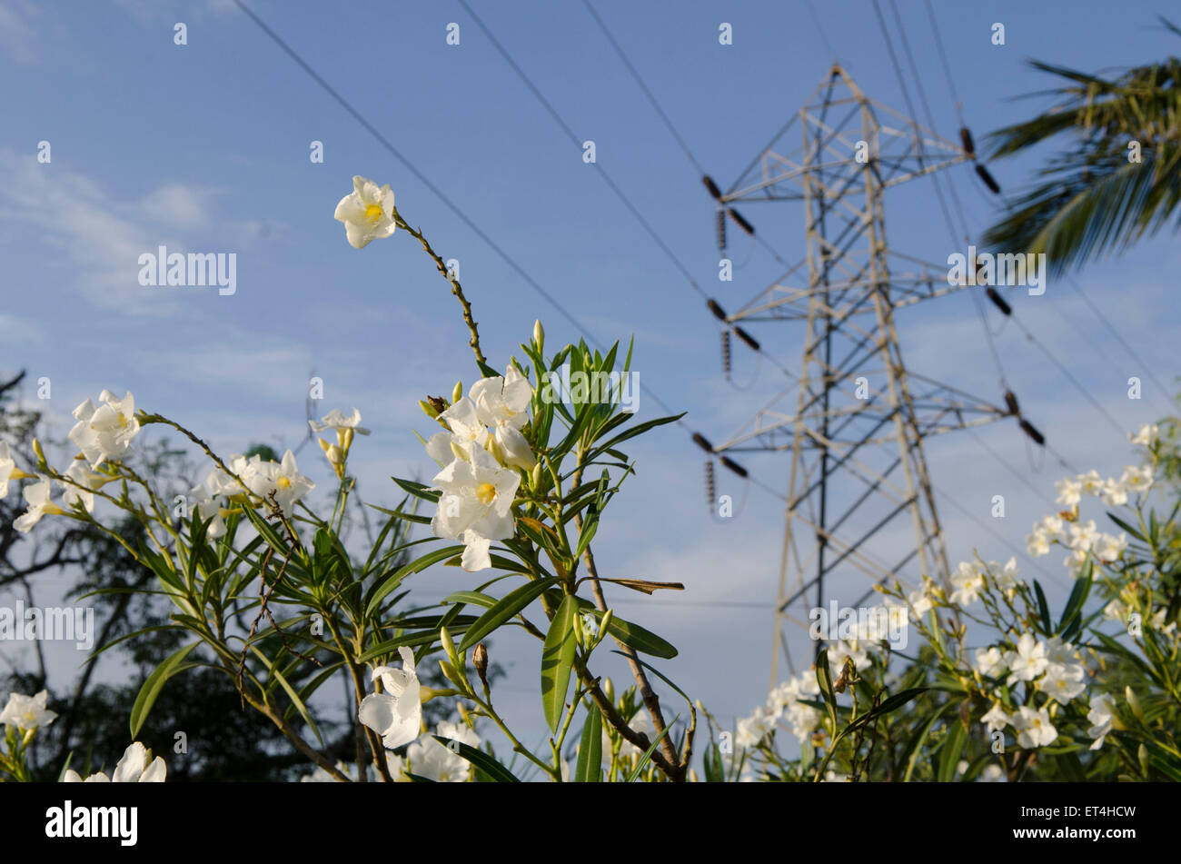 Jasmine flowers grow between electricity pylons Stock Photo - Alamy