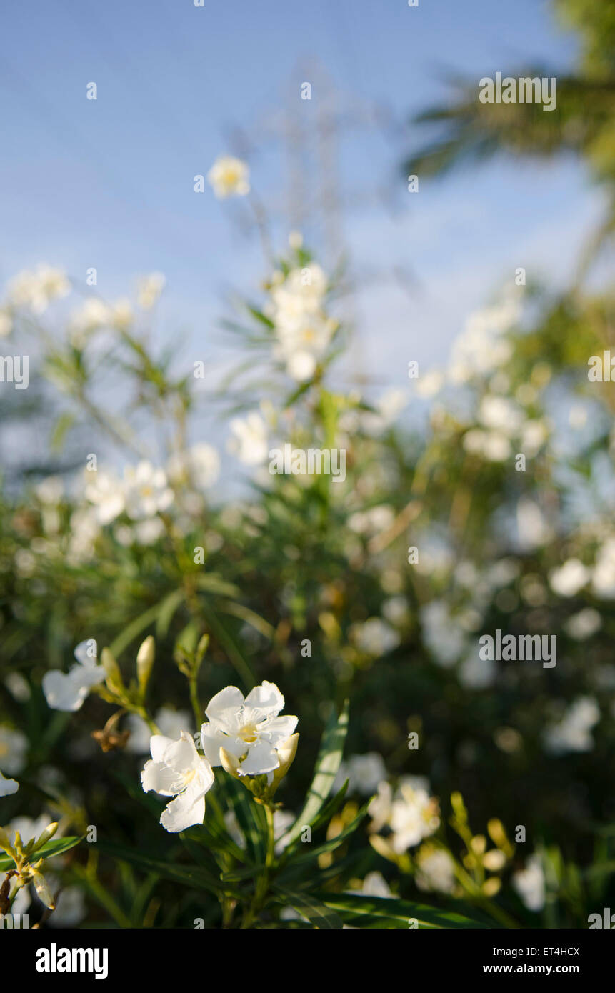 Jasmine flowers grow at a flower farm in India Stock Photo - Alamy