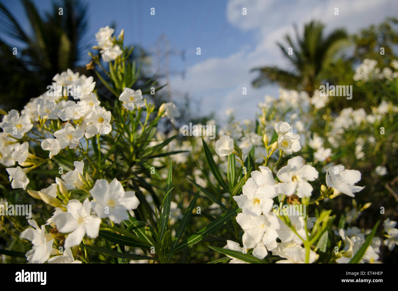 Jasmine flowers grow on a farm near Thovalai flower market, India Stock ...