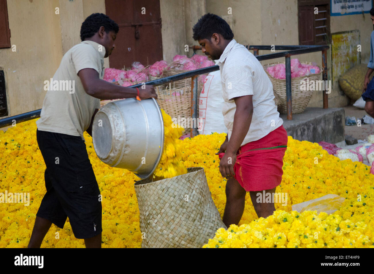 Marigolds are packed into baskets ready for sale at Thovalai flower ...