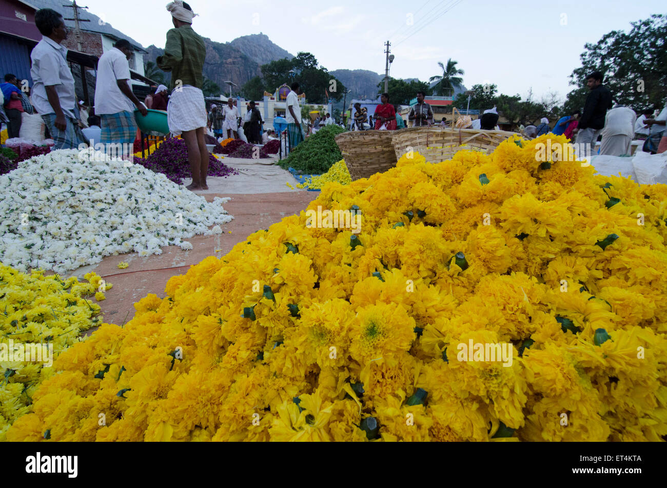 large pile of marigolds at thovalai flower market Stock Photo - Alamy