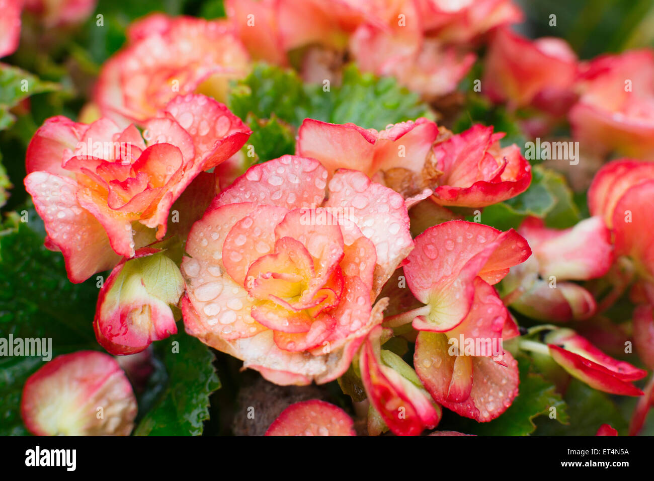 Begonia hi-res stock photography and images - Alamy