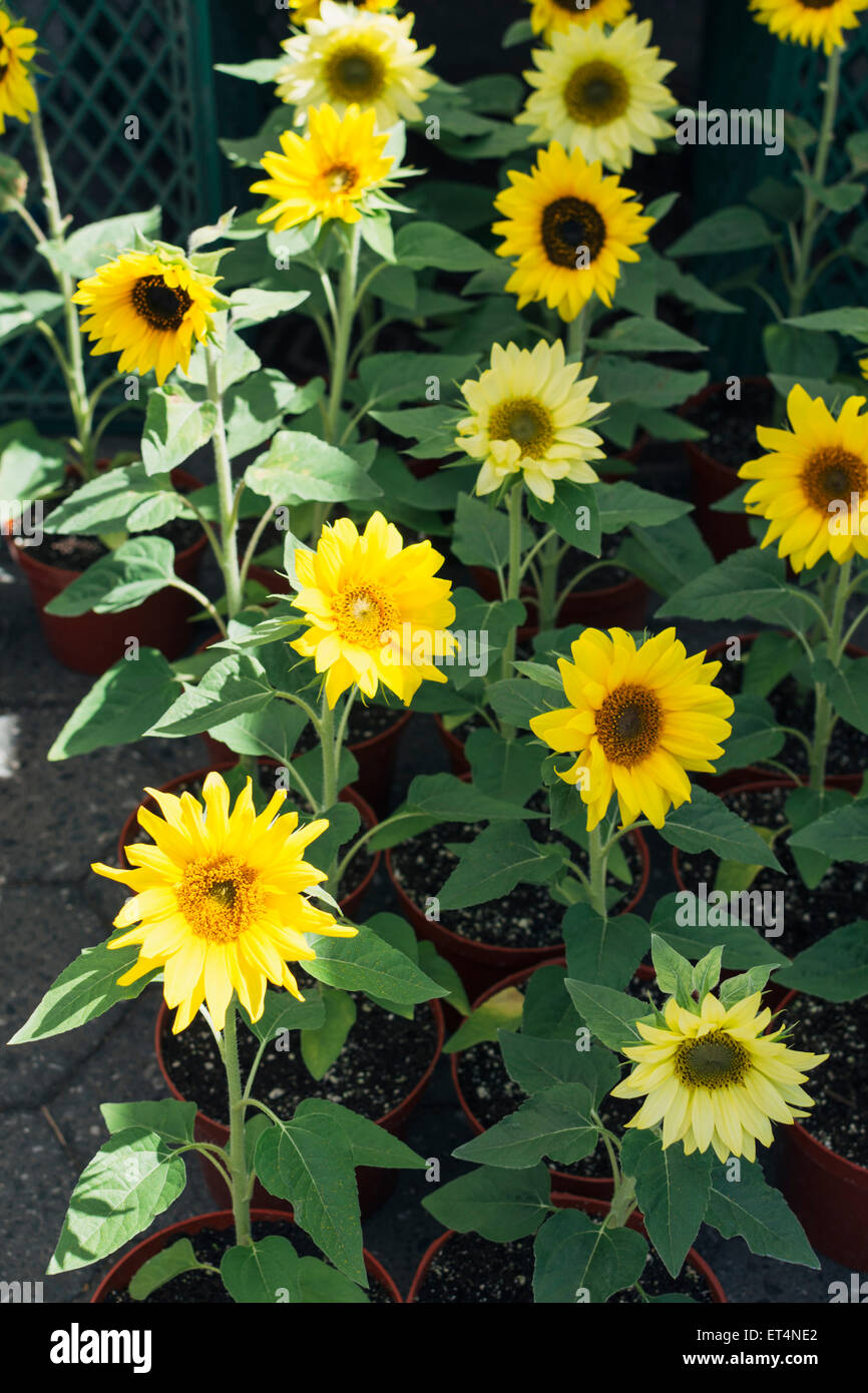 Potted sunflower pants Stock Photo - Alamy