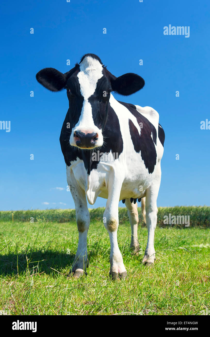 cow in the green grass and blue sky Stock Photo - Alamy