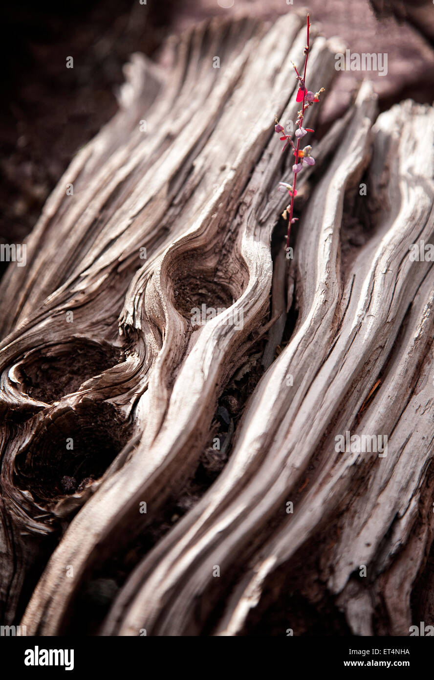 Fallen tree supports new growth hi-res stock photography and images - Alamy