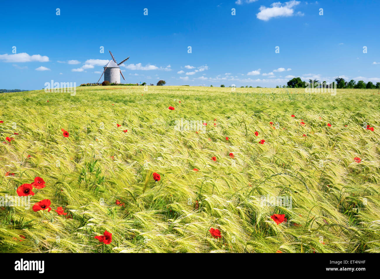 Windmill and wheat field, France, Europe Stock Photo - Alamy
