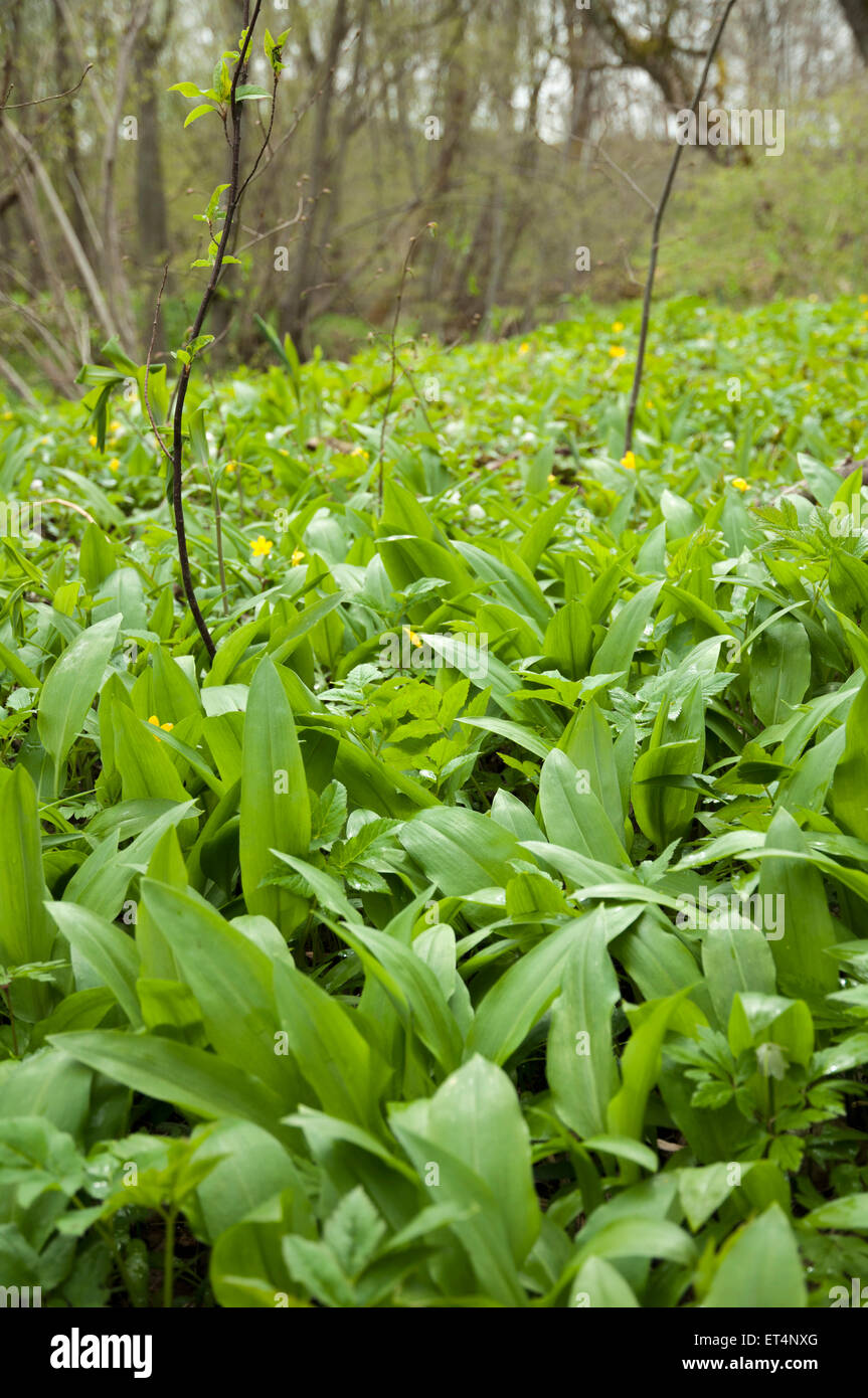 Wild garlic (Allium ursinum) in a field, Munich, Bavaria, Germany Stock ...