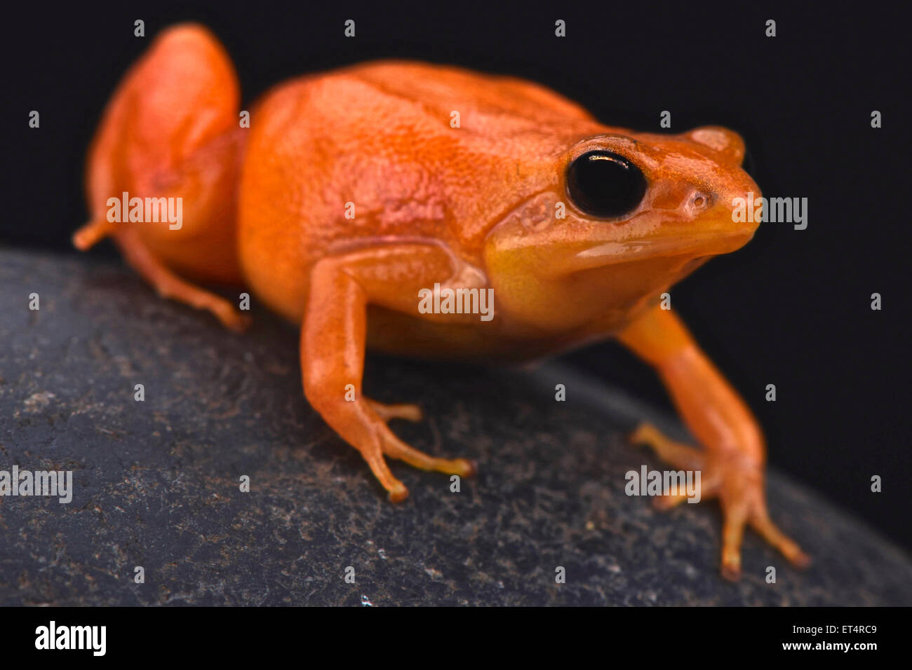 Red mantella frog hi-res stock photography and images - Alamy