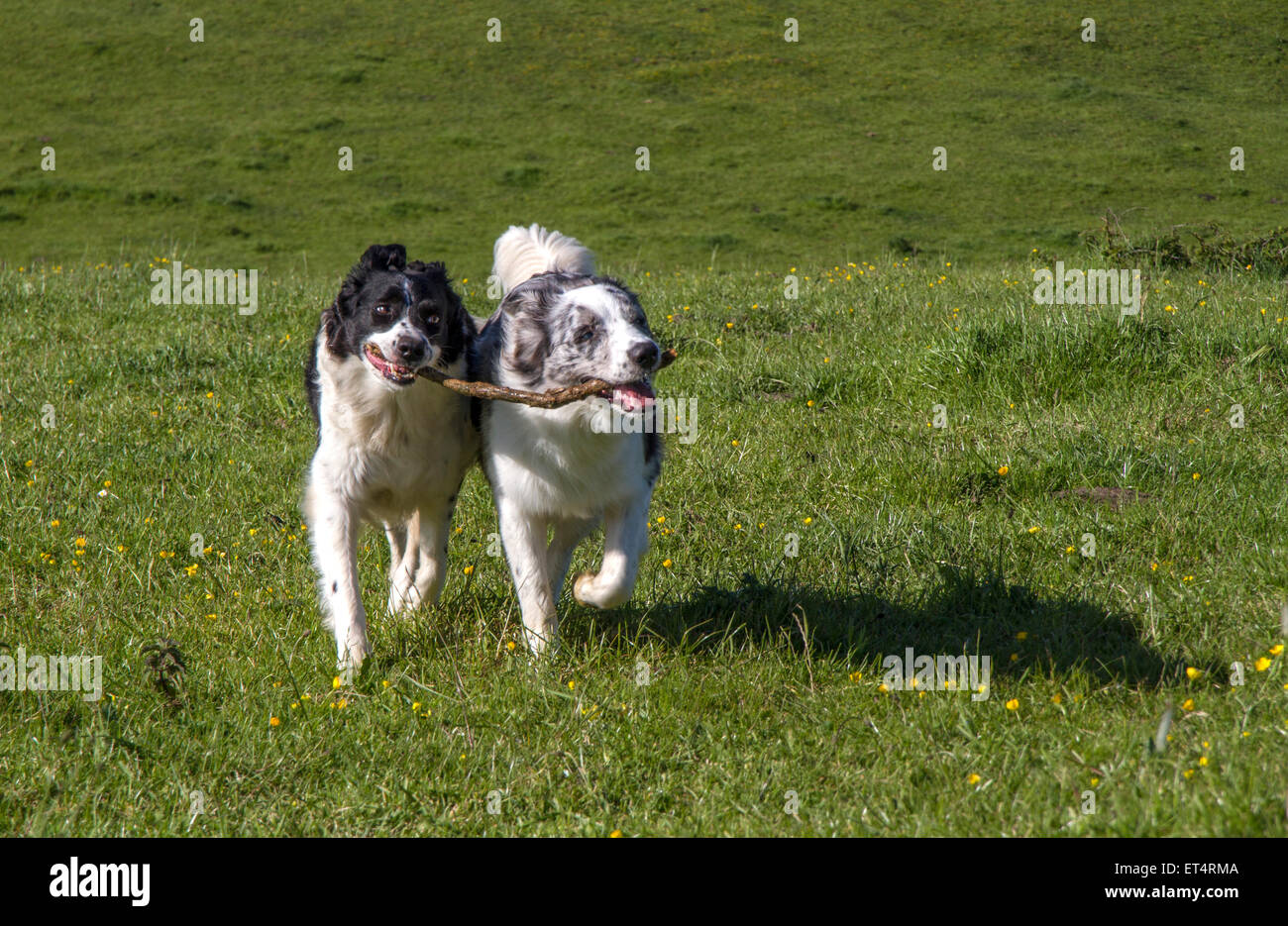 Two dogs sharing stick in hi-res stock photography and images - Alamy