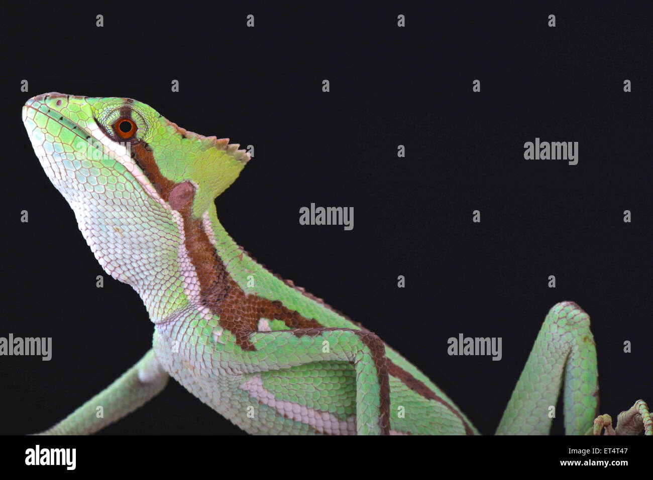 Serrated casquehead iguana (Laemanctus serratus Stock Photo - Alamy