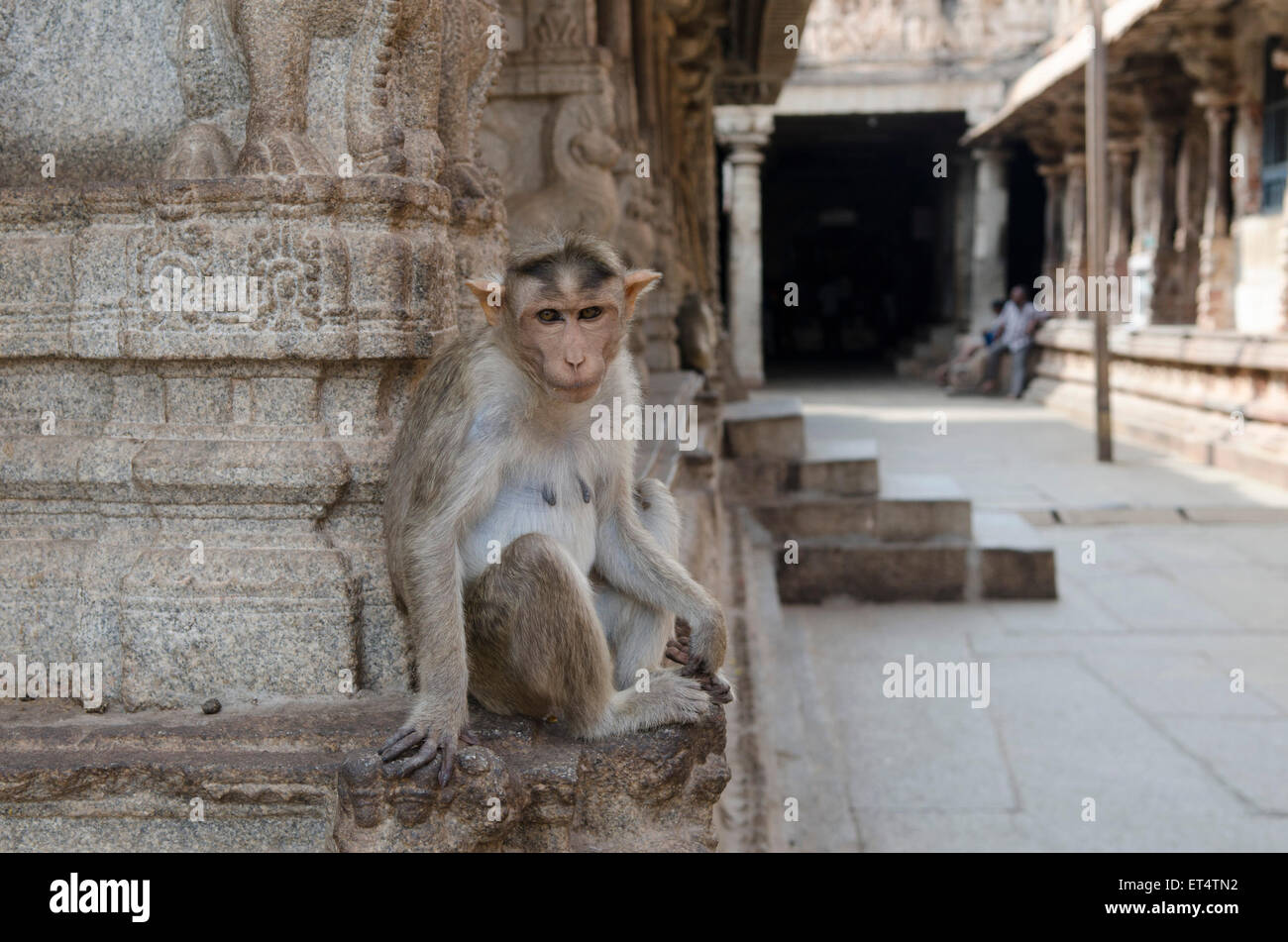 Inside of hindu temple hi-res stock photography and images - Alamy