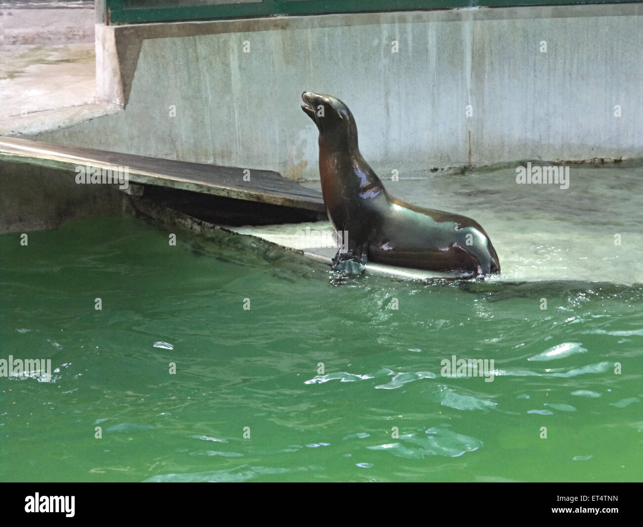 Seal in the pool Stock Photo - Alamy
