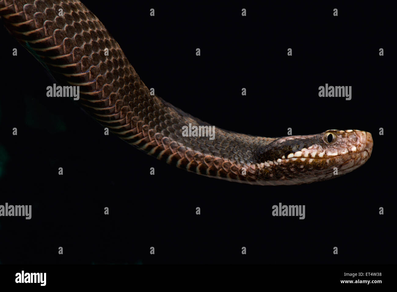 Orlov's viper (Vipera orlovi Stock Photo - Alamy