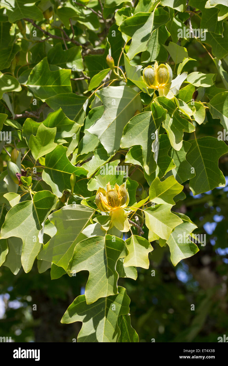 Tulip tree (liriodendron tulipifera) hi-res stock photography and ...