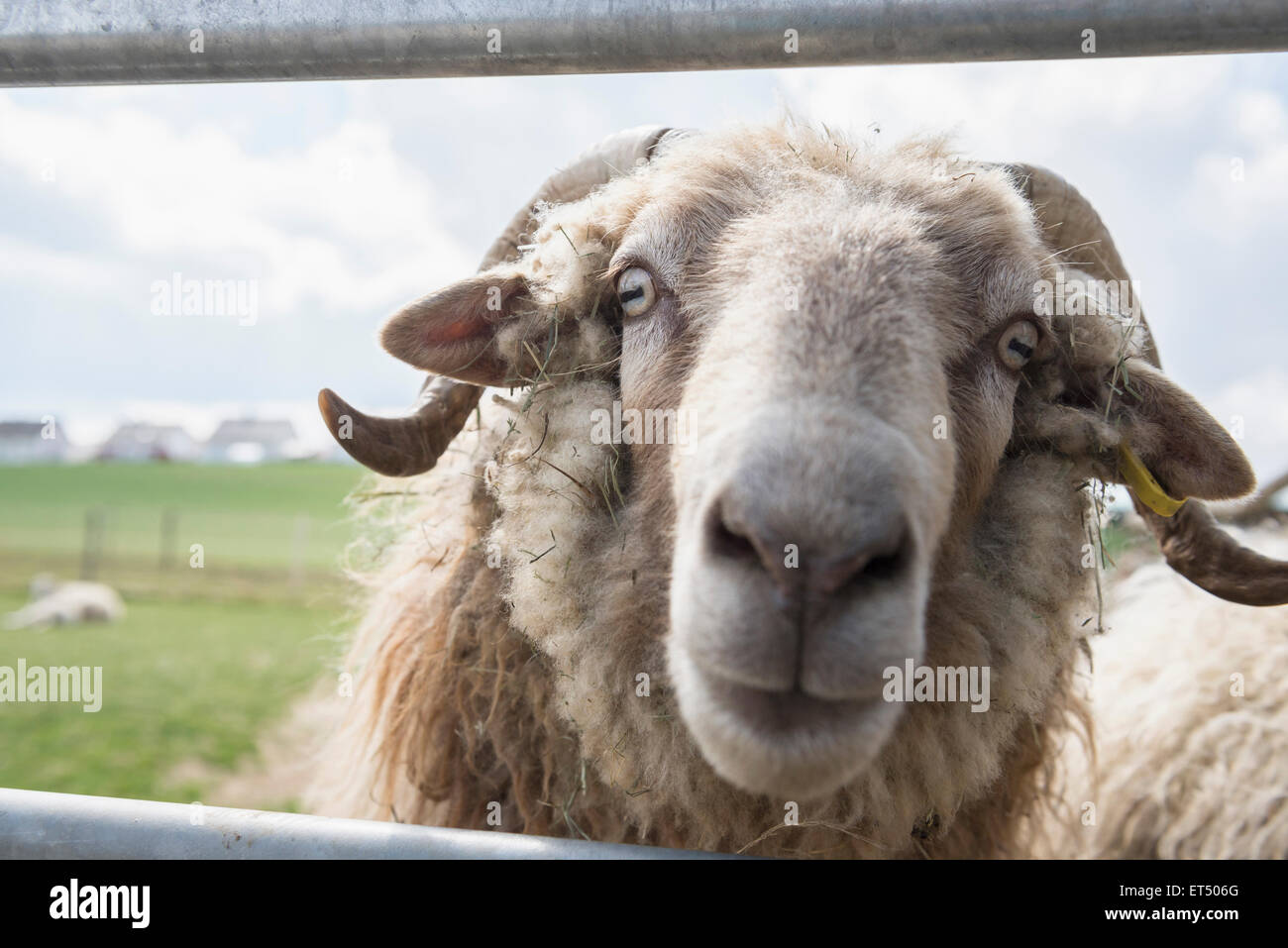 Sheep railings hi-res stock photography and images - Alamy