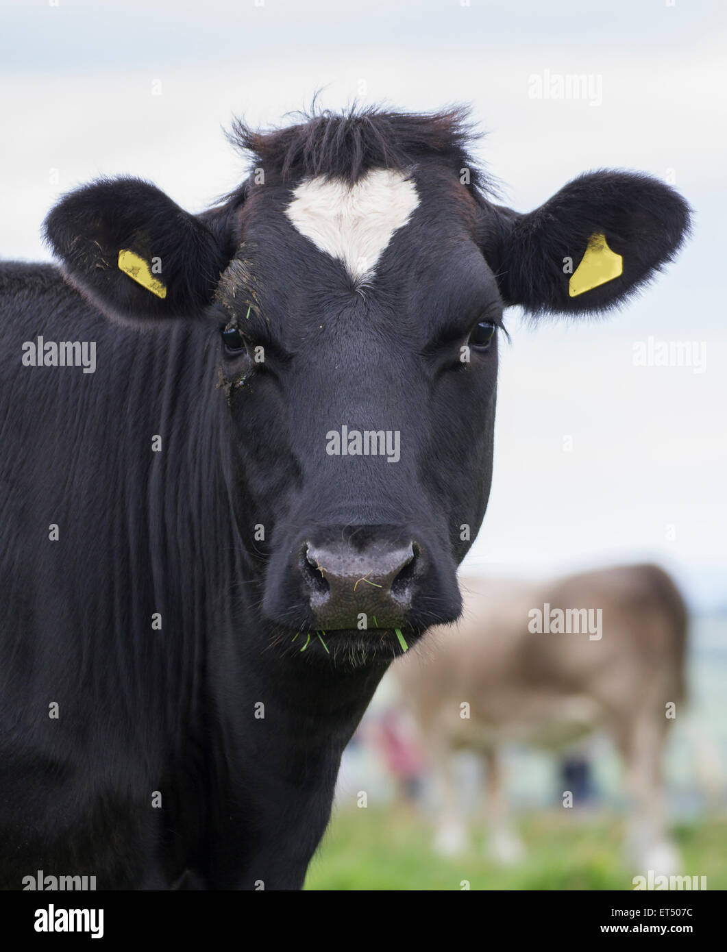 love heart marking on cow in field Stock Photo - Alamy