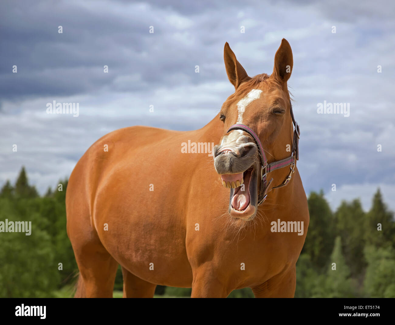 Horse yawning hi-res stock photography and images - Alamy
