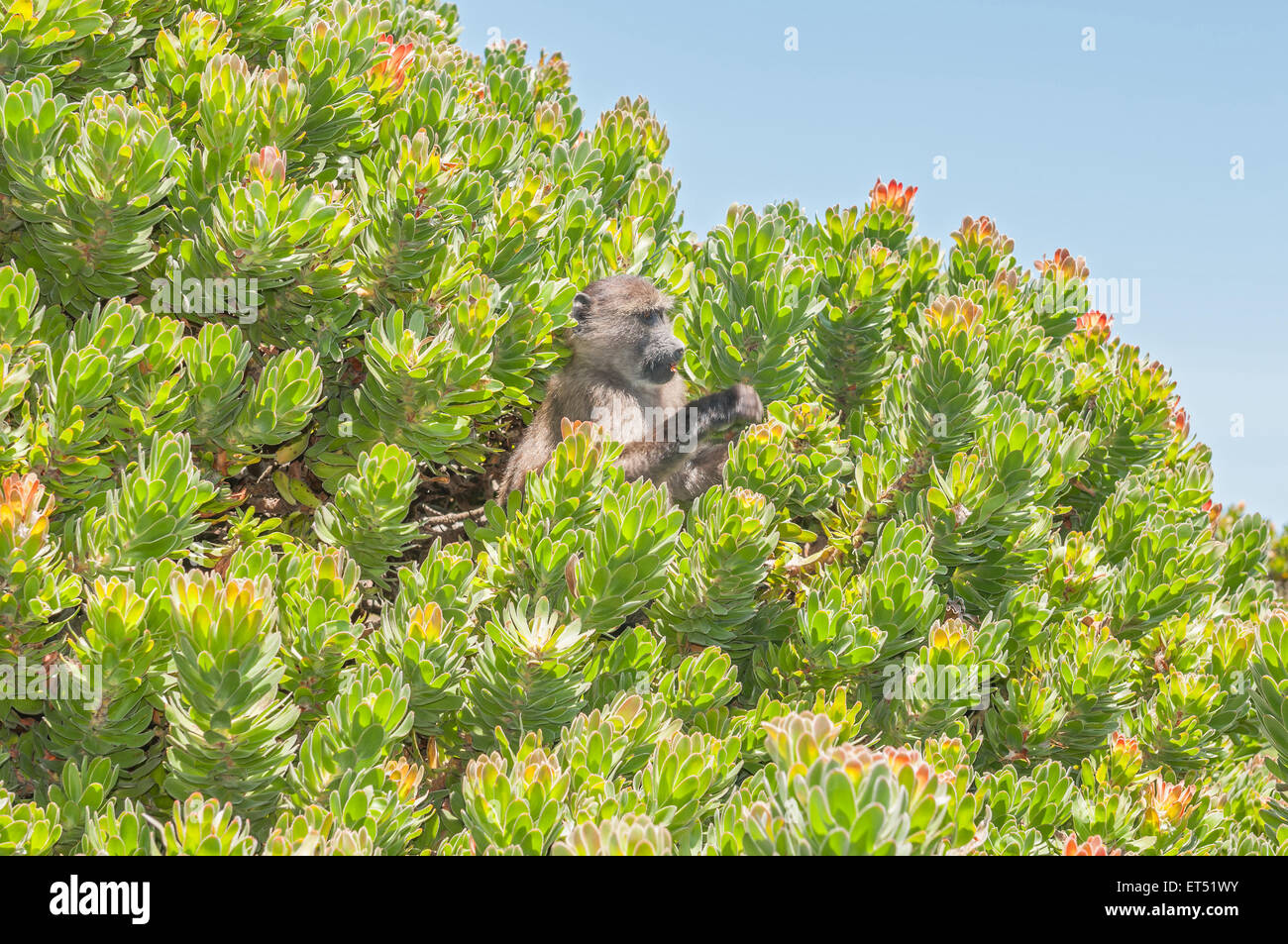 Chacma baboon (Papio ursinus), also known as the Cape baboon, in a ...