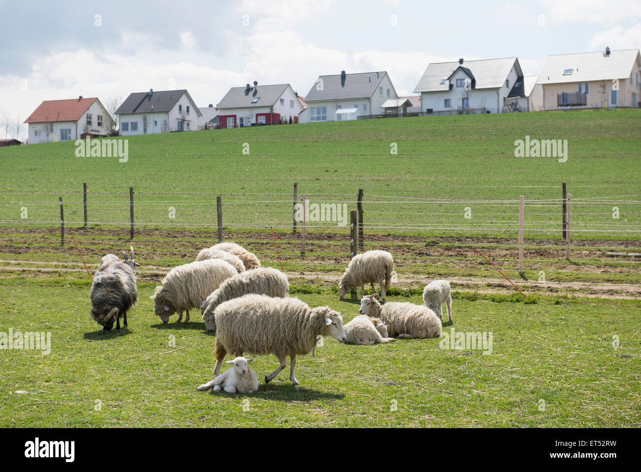 Sheep graze house germany hi-res stock photography and images - Alamy
