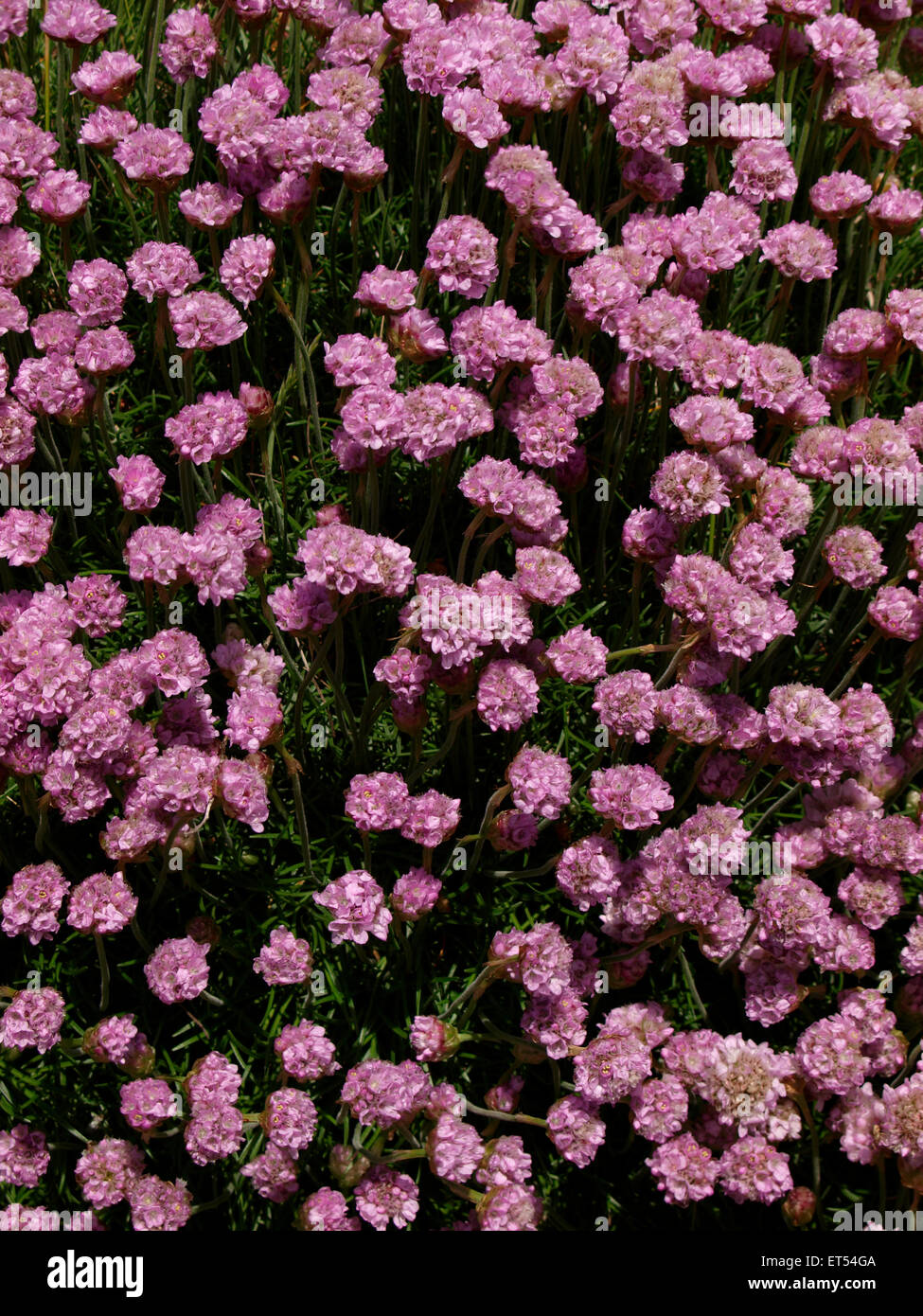 Pinks flower hi-res stock photography and images - Alamy