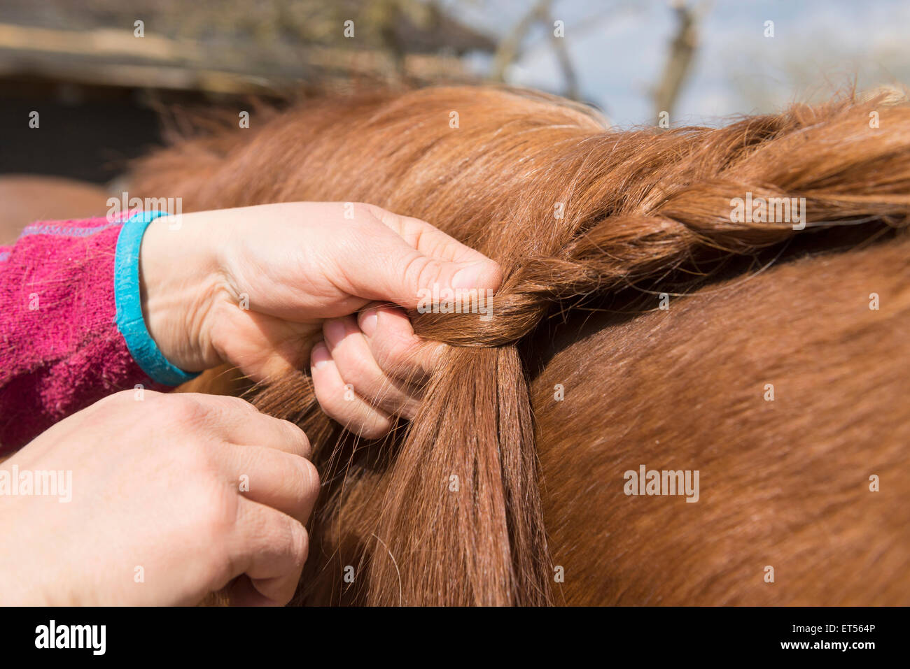 Woman's hands making braids of horse hair Bavaria Germany Stock Photo ...