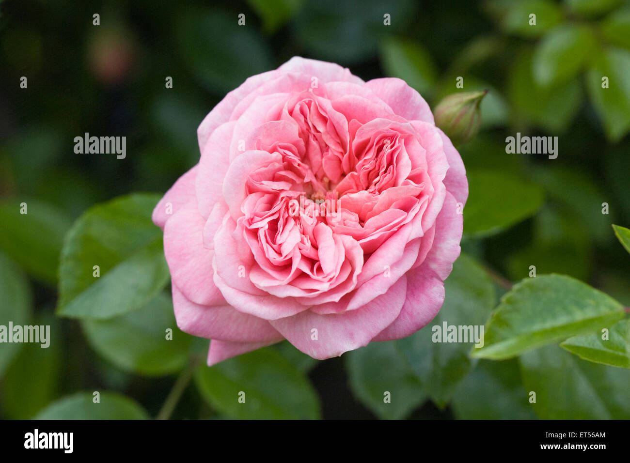 Rosa 'Paul Transon'. Climbing Rose Stock Photo - Alamy