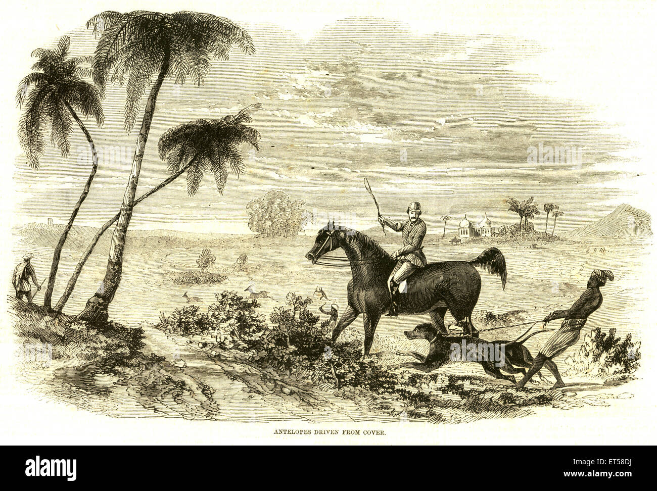 Driven animals hi-res stock photography and images - Alamy