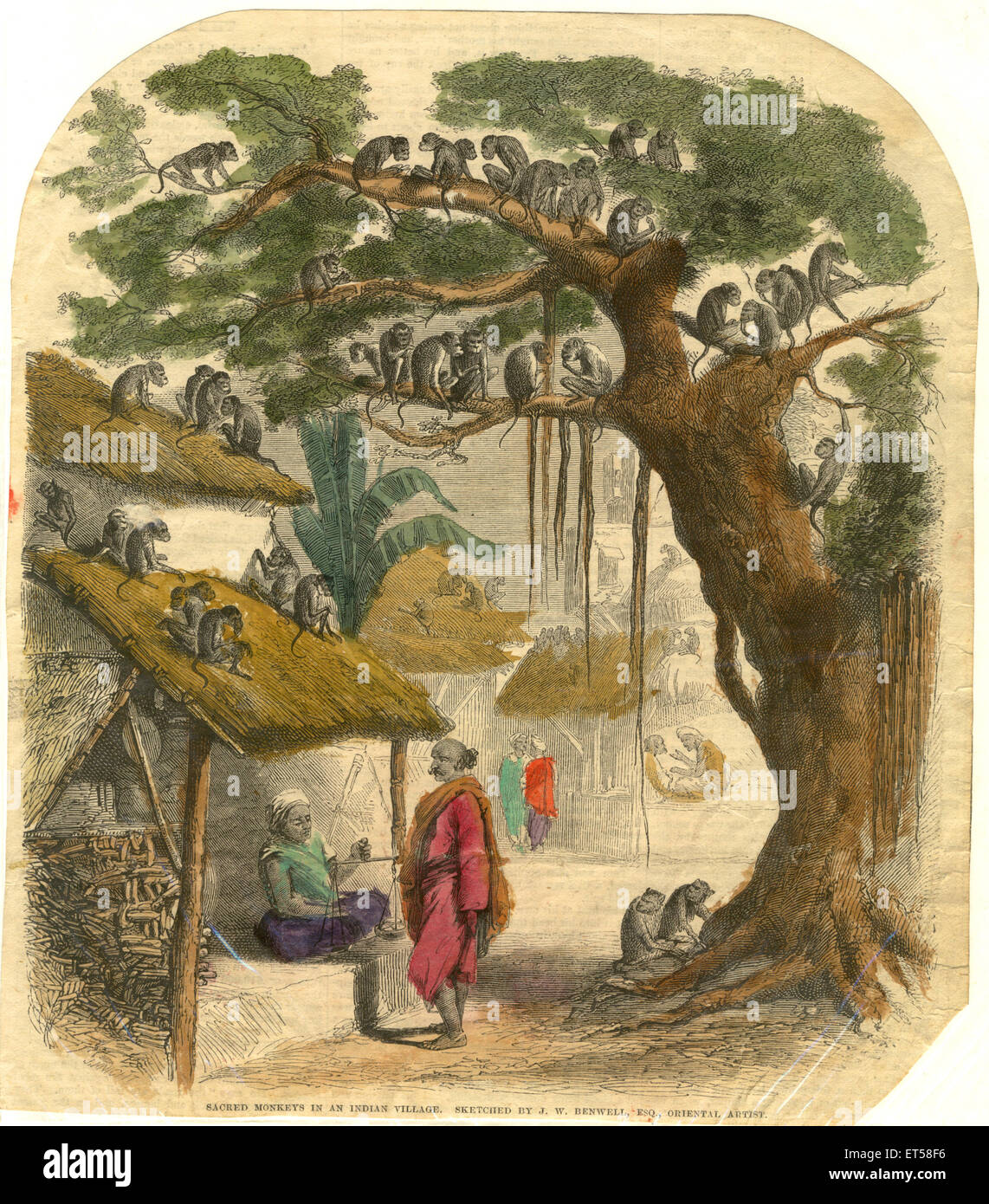 Hunting Monkeys Stock Photos & Hunting Monkeys Stock Images - Alamy