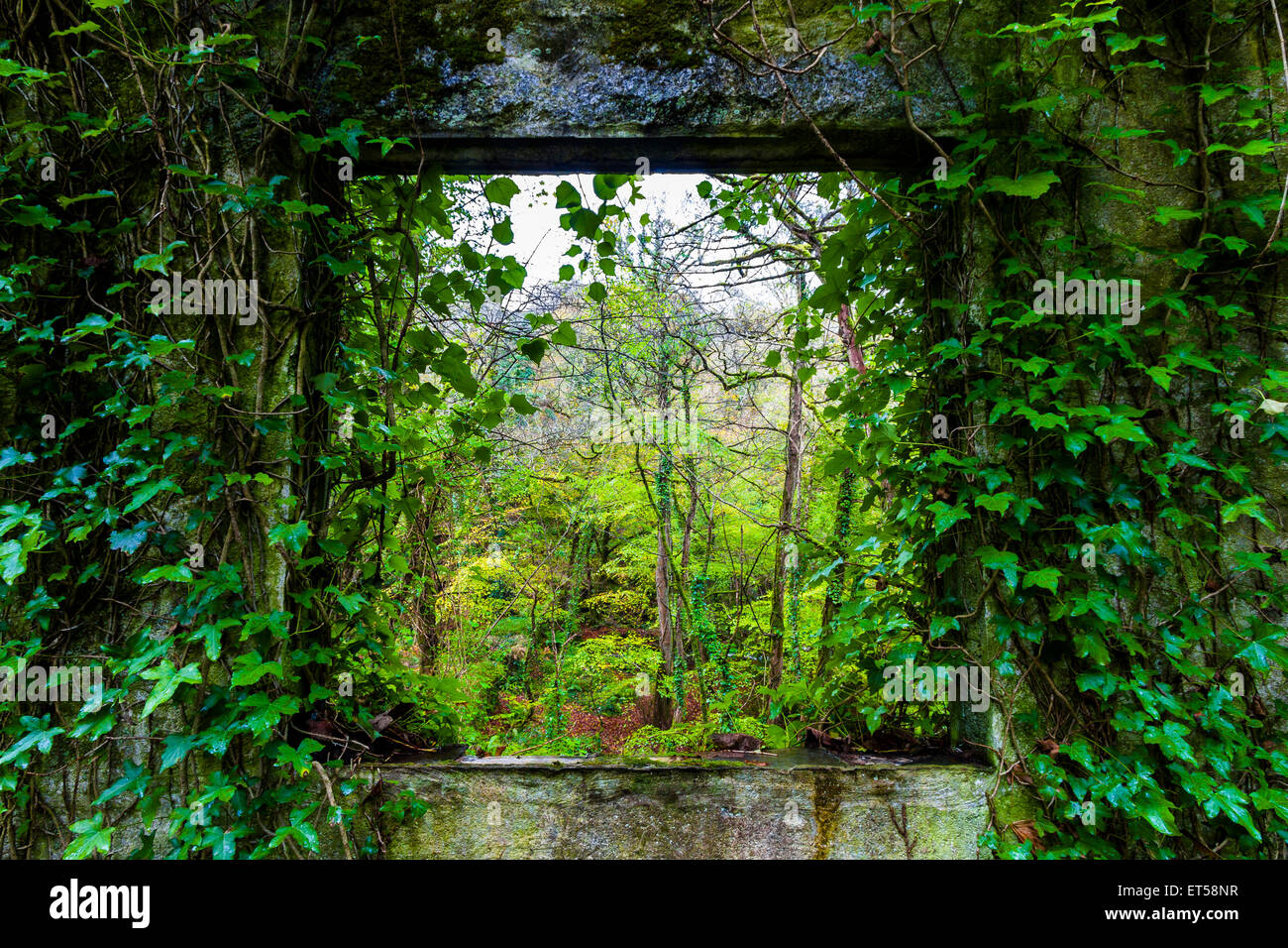 Looking out through an abandoned window into the woods of Kennall Vale ...