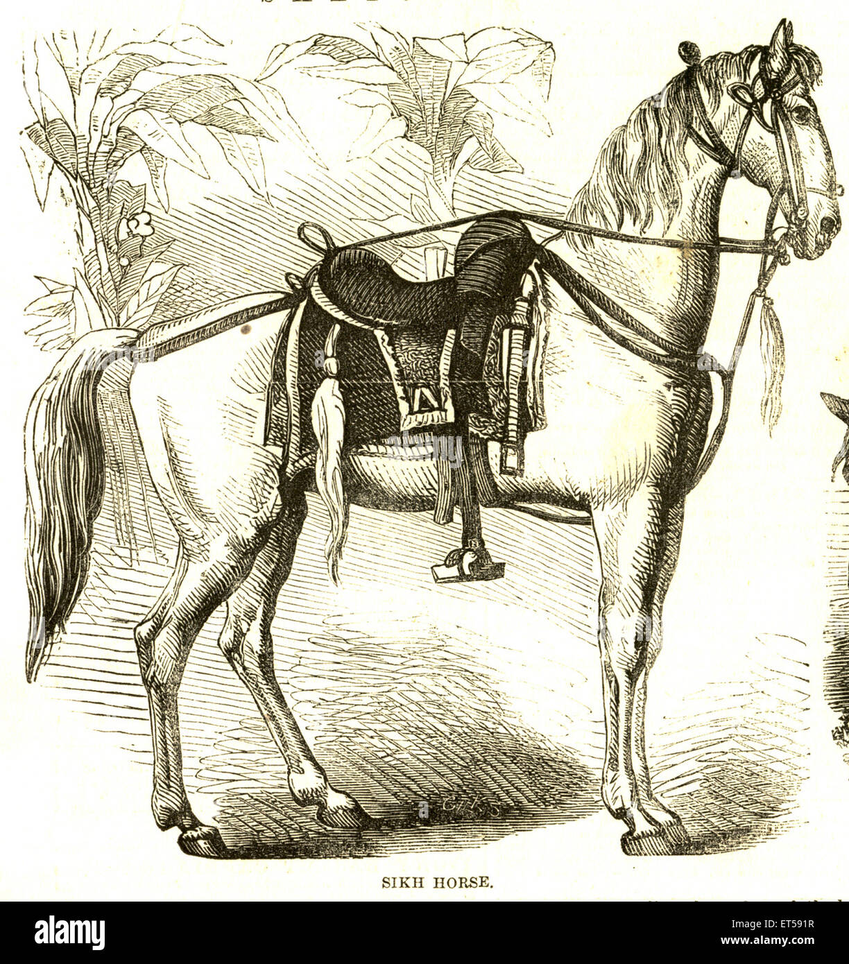 Sikh horse hi-res stock photography and images - Alamy