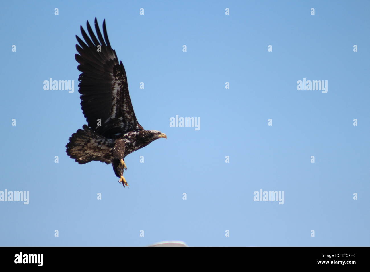 Bald eagle talons out landing hi-res stock photography and images - Alamy