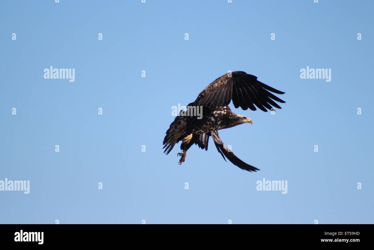 Bald eagle talons out hi-res stock photography and images - Alamy
