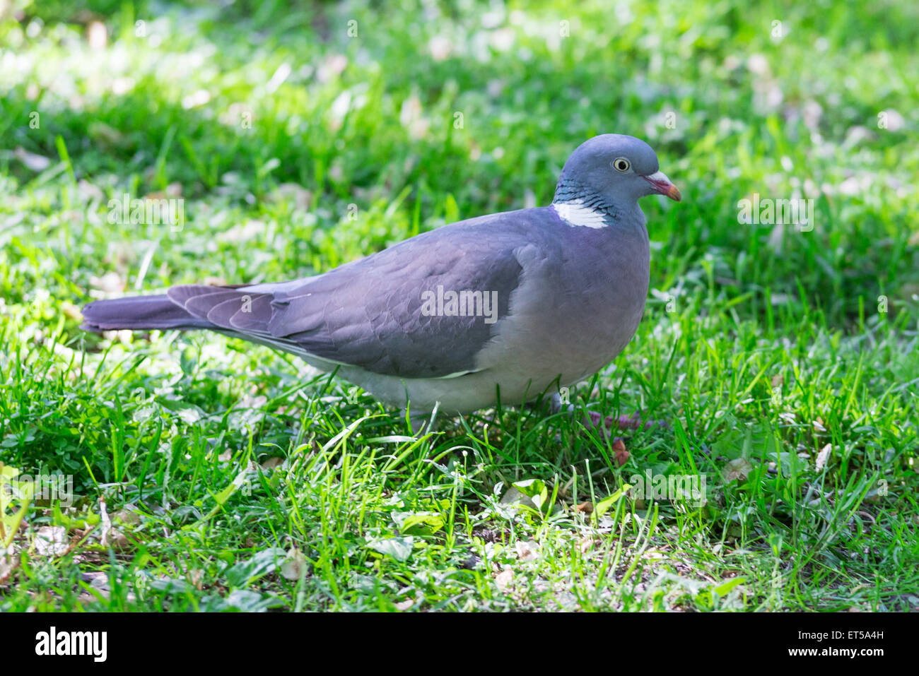 Grey white pigeon hi-res stock photography and images - Alamy