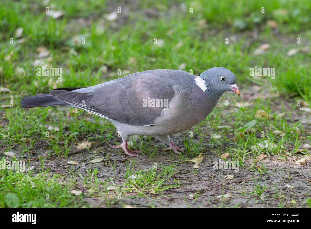 Wings profile hi-res stock photography and images - Alamy