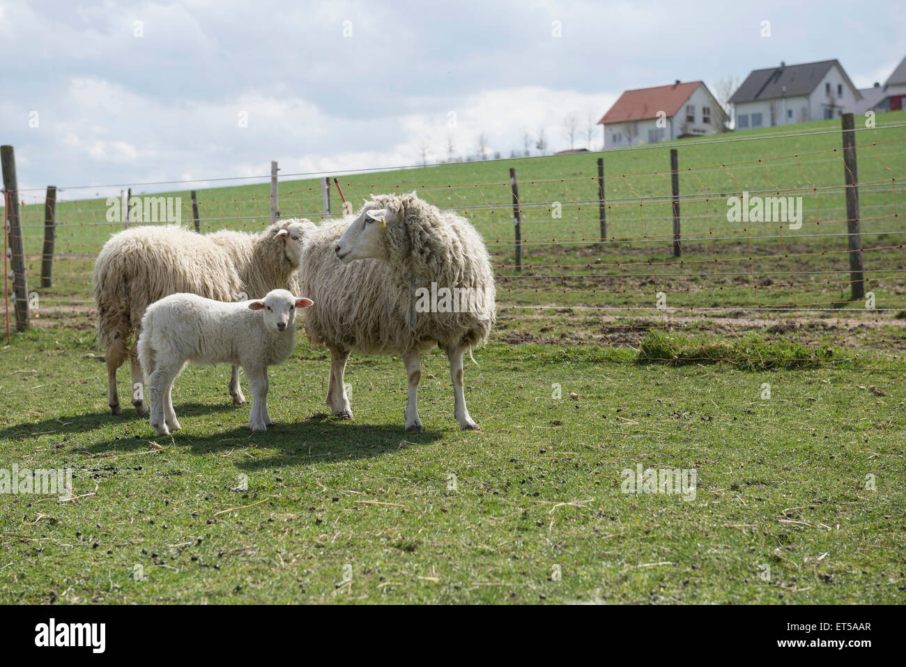 Sheep graze house germany hi-res stock photography and images - Alamy