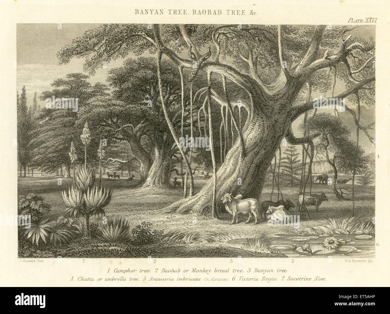 Banyan Tree ; Baobab Tree ; Camphor tree ; India ; old vintage 1800s ...