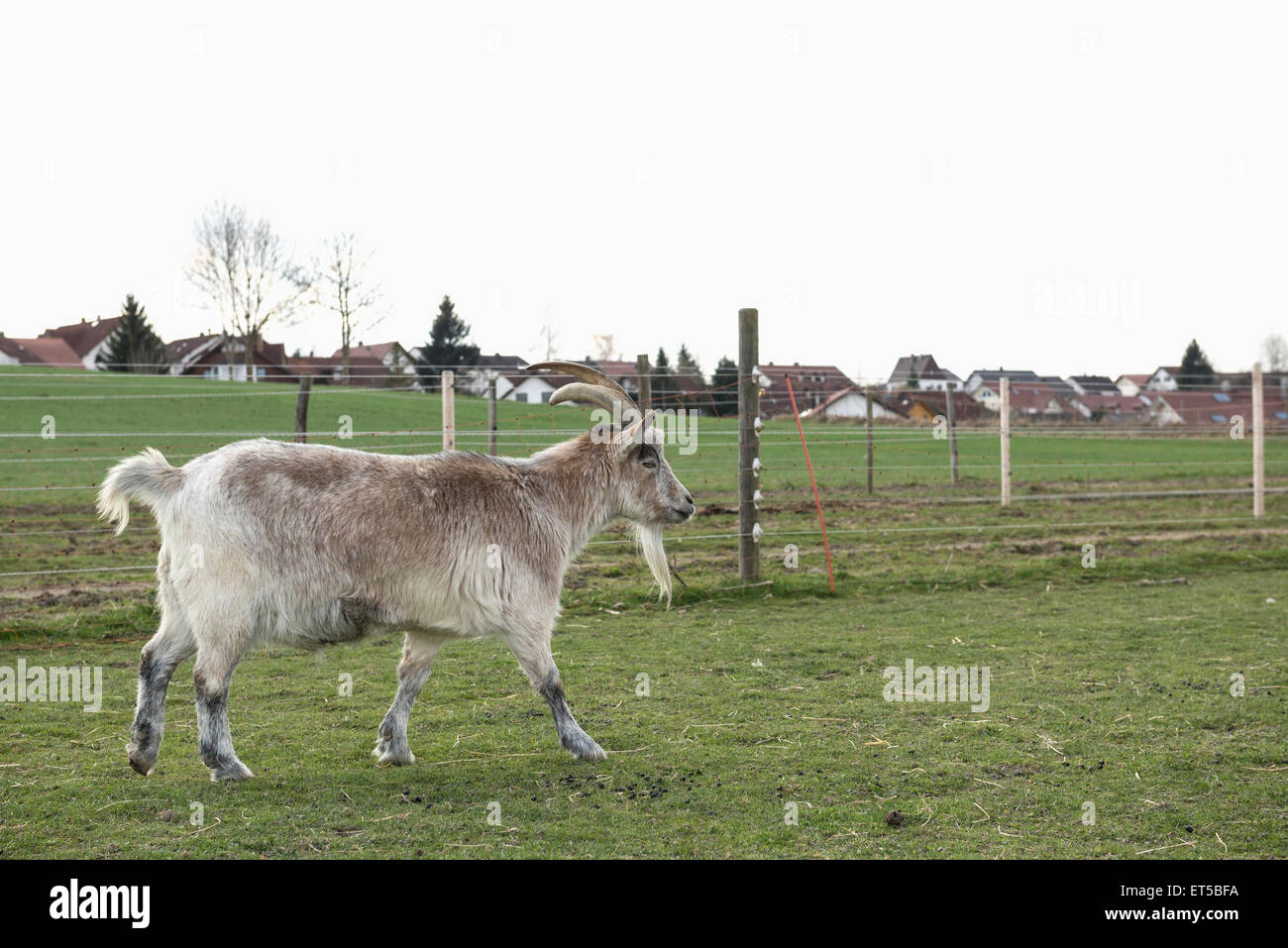 Goat walking in field, Bavaria, Germany Stock Photo - Alamy