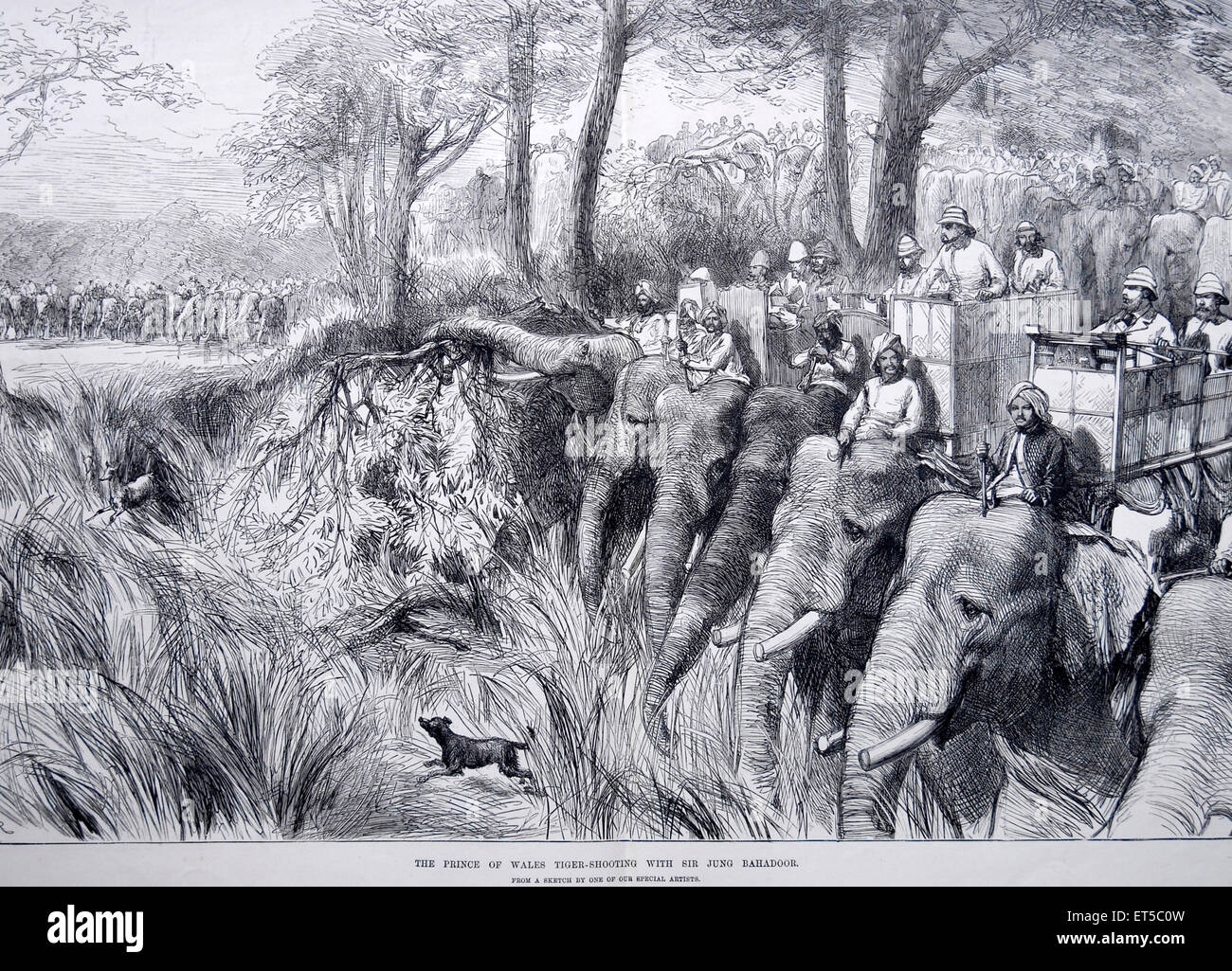 Lithograph of tiger hunting hi-res stock photography and images - Alamy