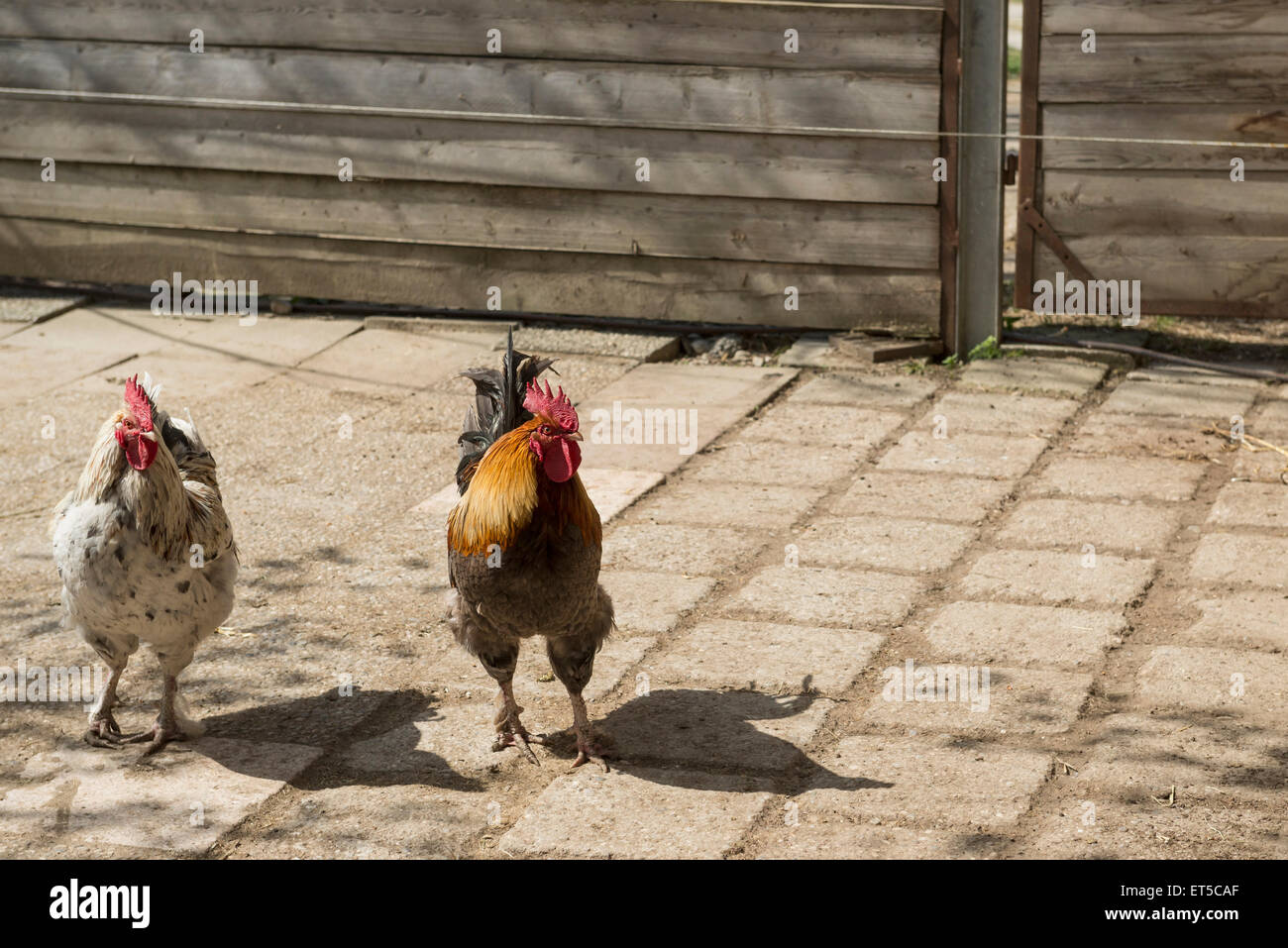Roosters in barn Bavaria Germany Stock Photo - Alamy
