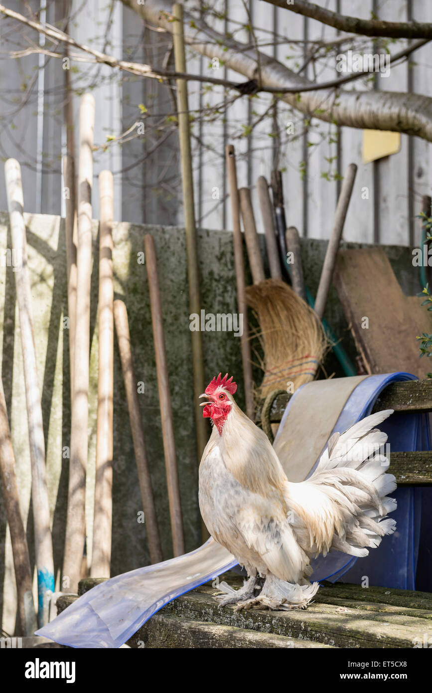Bantam rooster in barn Bavaria Germany Stock Photo - Alamy