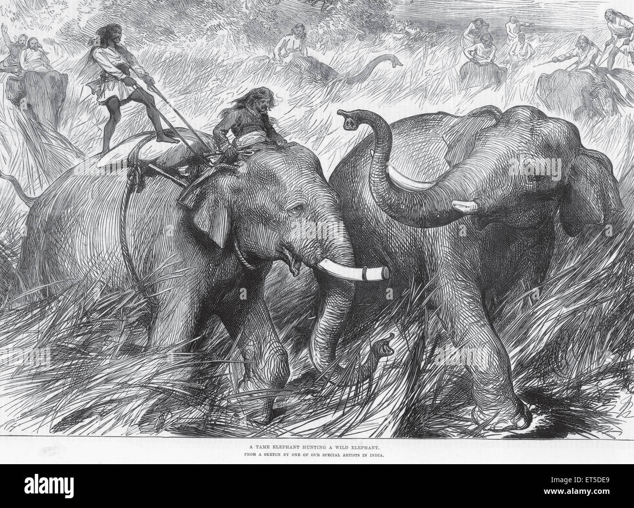 Royalty on Tour Tame Elephant Hunting Wild Elephant ; India Stock Photo ...