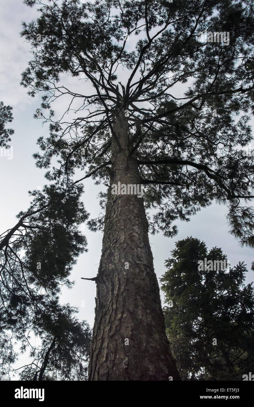 Chinese sacred tree hi-res stock photography and images - Alamy