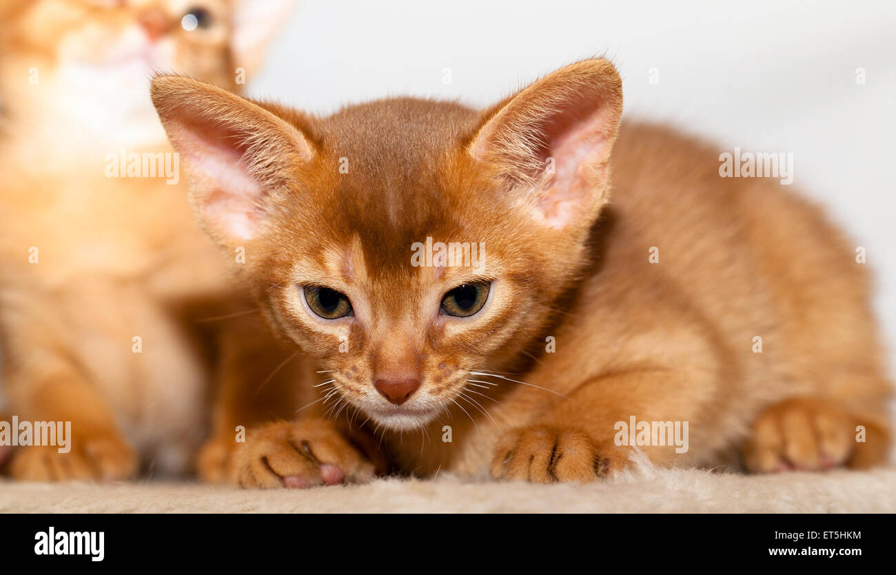 Fawn abyssinian hi-res stock photography and images - Alamy