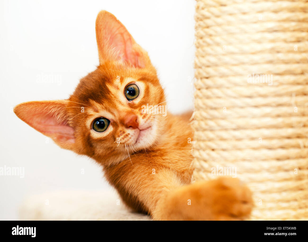 Abyssinian cat closeup hi-res stock photography and images - Alamy