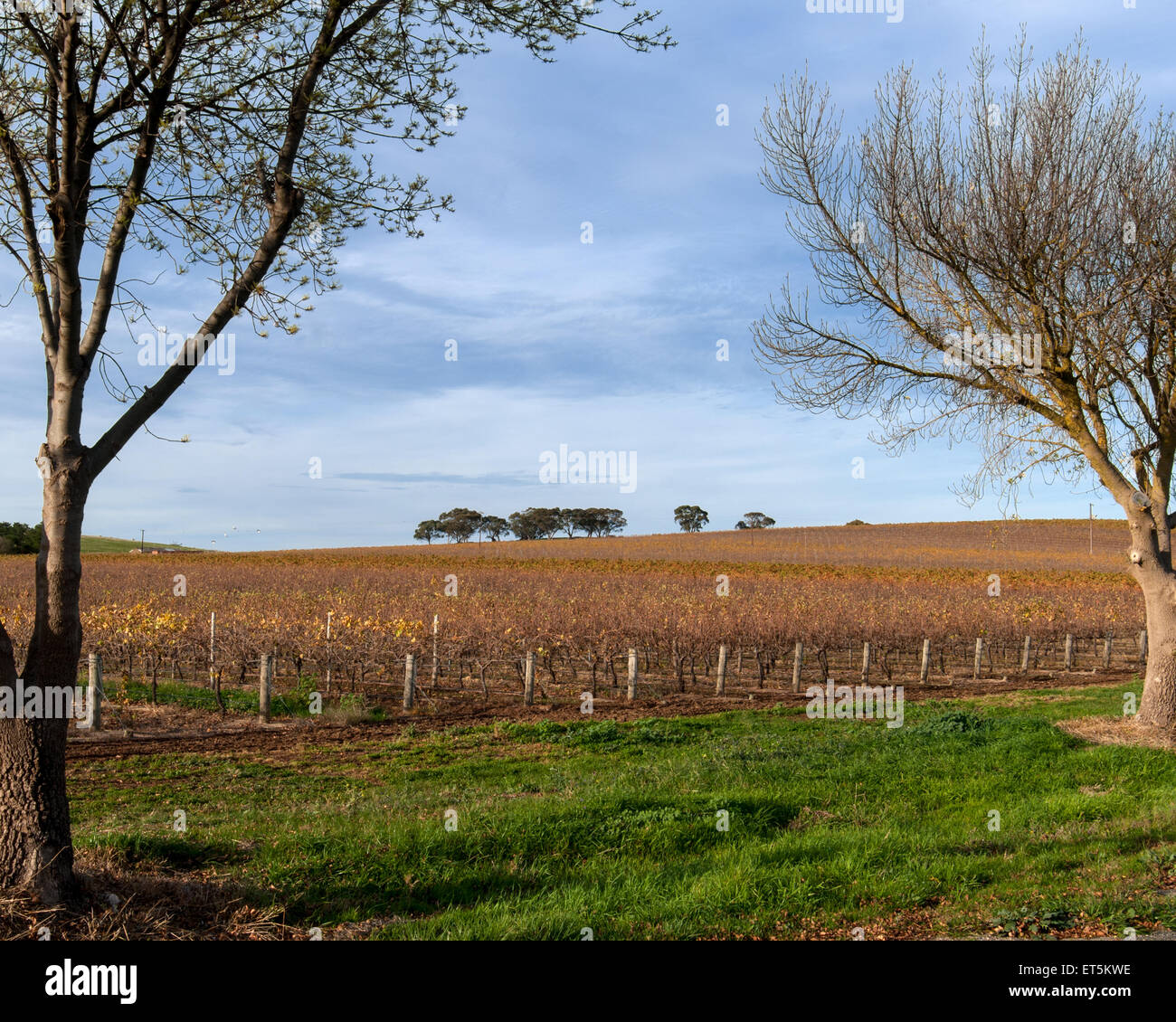 Autumn in the Barossa valley, SA, Australia Stock Photo - Alamy