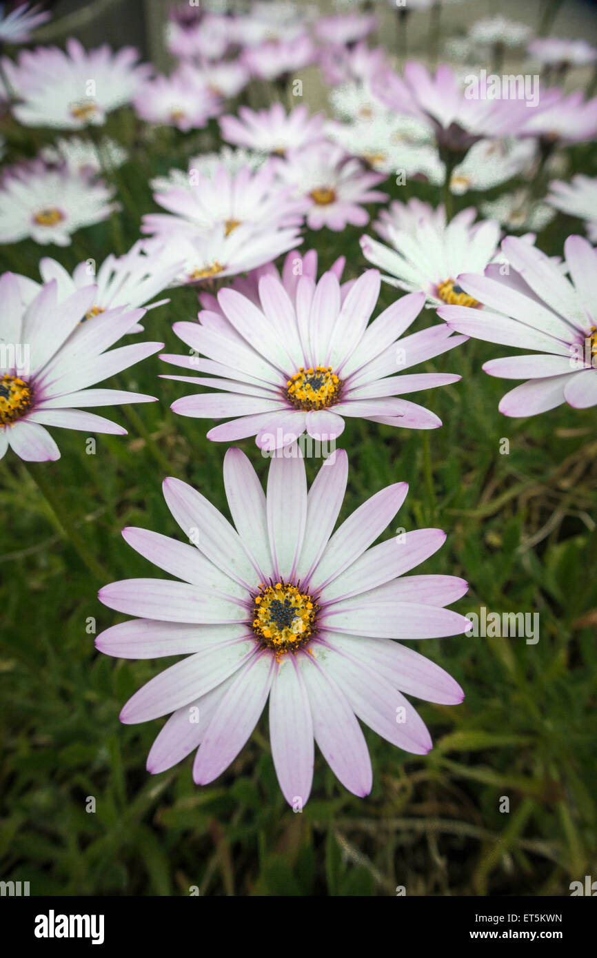 Many pink Osteospurnum flower heads in bloom Stock Photo - Alamy