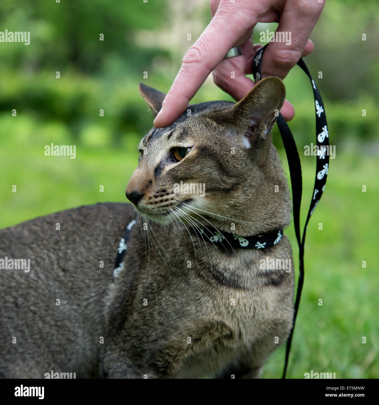 man hand leash the cat outdoor Stock Photo - Alamy