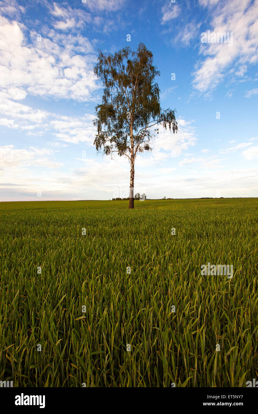tree in the field Stock Photo - Alamy