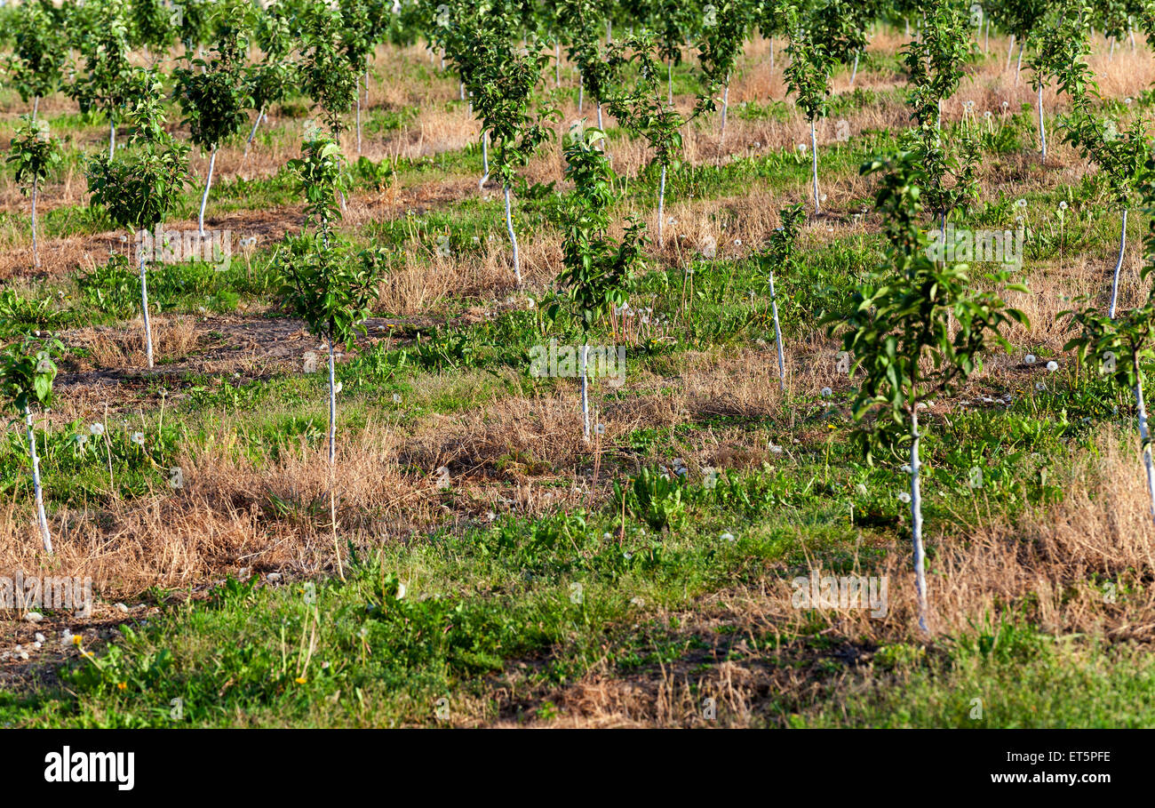 Distant fruit trees hi-res stock photography and images - Alamy